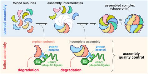 Keeping Protein Subunits In Check Via Assembly Quality Control Mrc Laboratory Of Molecular Biology