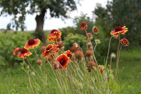 무료 이미지 들 목초지 대초원 여름 가을 식물학 정원 플로라 야생화 꽃잎 아름다운 서식지 맑은 날 꽃 피는 식물 데이지 가족 자연 환 경