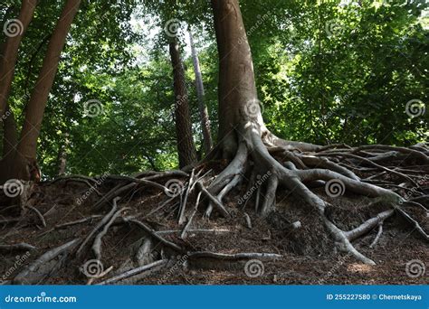 Tree Roots Visible Through Ground In Forest Stock Photo Image Of Leaf Environment 255227580