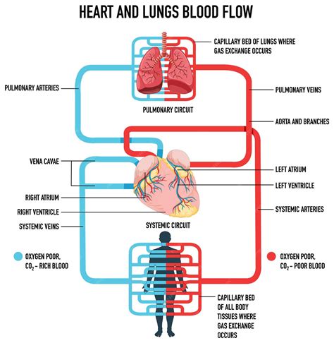 Free Vector Diagram Showing Heart And Lungs Blood Flow