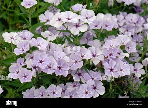 Annual Phlox Phlox Drummondii Variety Phoenix Lilac Touch