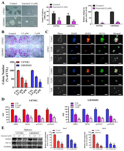Garcinol Negatively Impacts Gbm Stem Cell Like Phenotypes A