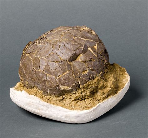 Spectacular Rare Dinosaur Egg From France Titanosaur Fossil Realm Dinosaur Eggs Fossils