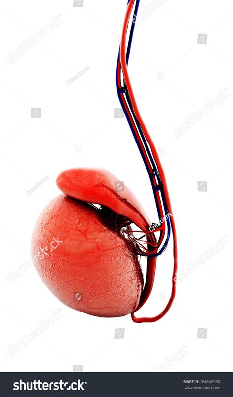 Digital Illustration Testicles Colour Background Stock Illustration Shutterstock