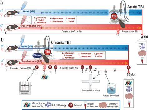 Probiotic Treatment Induces Sex Dependent Neuroprotection And Gut