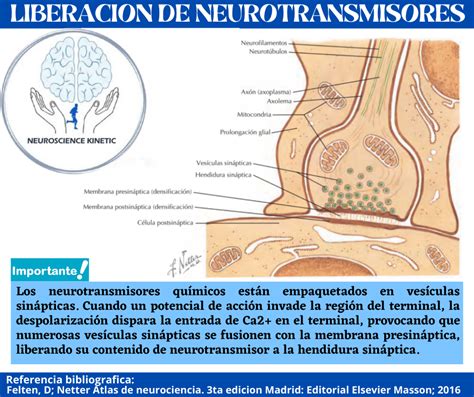 Los Neurotransmisores Químicos Están Empaquetados En Vesículas