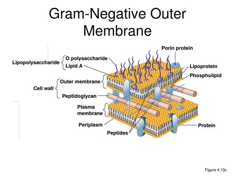 Ppt Gram Negative Outer Membrane Powerpoint Presentation Free