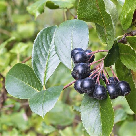 Black Ashberry Aronia Melanocarpa Tree Displaying Ripe Berries In A