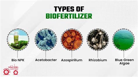 Biofertilizers Definition Types Of Biofertilizers And Its Benefits