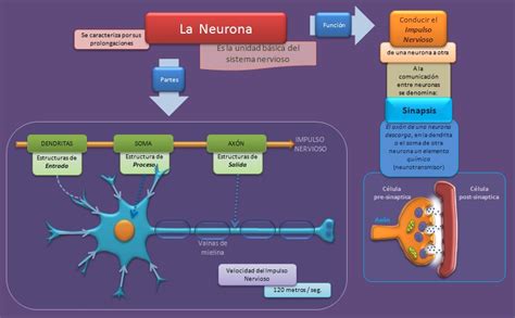 Esquemas Diagramas Gráficos Y Mapas Conceptuales La Neurona