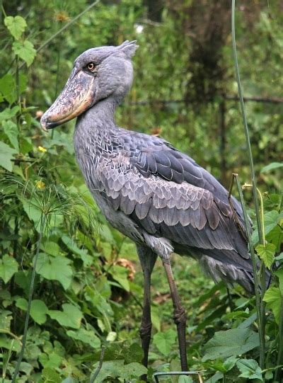 Abc Region African Bird Club