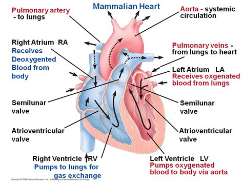 The Mammalian Heart A Closer Look