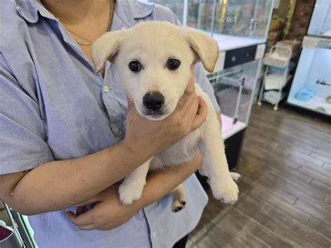 믹스견 레드옐로 소형강아지종류 브숏 말티슈 푸들성격 꼬똥드툴레아분양 브리더분양 작은강아지 털없는강아지 회색푸들 타이니푸들 키우기쉬운강아지 믹스견종류 풍산개분양 잭러셀테리어