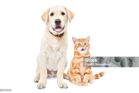 사랑스러운 래브라도 강아지와 재미 있는 새끼 고양이 스코틀랜드 스트레이트 흰색 배경에 고립 된 함께 앉아 있습니다 애완고양이에 대한 스톡 사진 및 기타 이미지 Istock