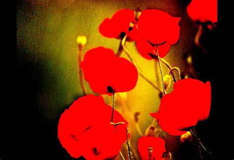 80 Мак шпалери на робочий стіл Hd 🔥 Скачати Безкоштовно заставки