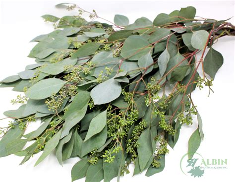 Eucalyptus Seeded Fresh Floral Greenery FREE FedEx Shipping Albin