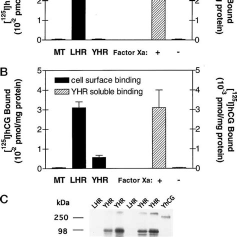 Hcg Binding In Transfected Cos 7 A And Hek 293 Cells B Specific