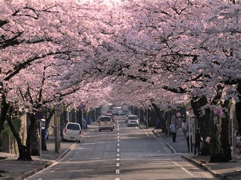 安部山公園の桜 常設展示室 北九州市 時と風の博物館
