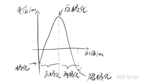 【生物笔记】动作电位在神经元上的传导 知乎
