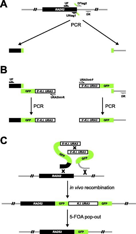 Rad52 Forms Dna Repair And Recombination Centers During S Phase Pnas