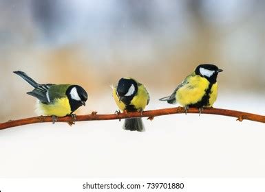 Three Lovely Puffy Tit Sitting On Stock Photo Shutterstock