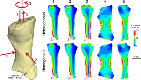 Comparative Fea Of Incomplete Heterogenous And Incomplete Homogenous Download Scientific