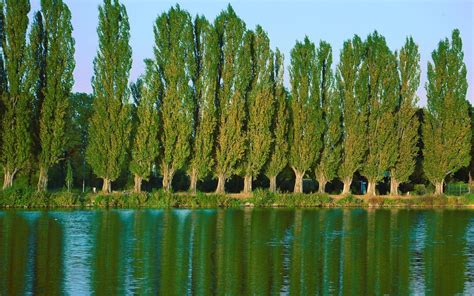 What Are The Different Types Of Poplar Trees At Grace Becky Blog