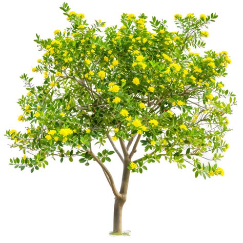 Lime Tree Pngs For Free Download