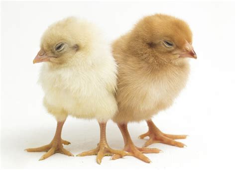 Sex Link Colored Egg Layer Breeding Guide PDF Silver Homestead