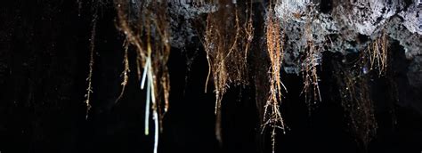 Photos Of Cave Tree Roots FlippedNormals