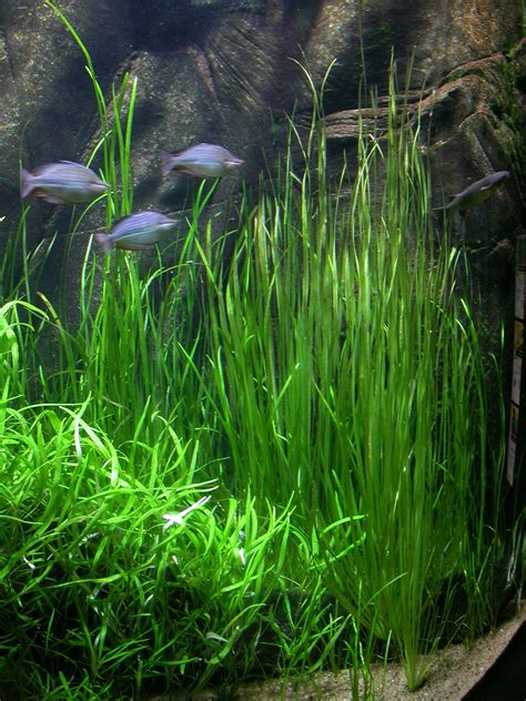 Vallisneria Aquarium And Pond Plants Of The World E3