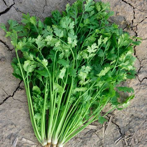四季大叶香菜种子香荽菜籽室外菜园春季室内阳台种盆栽蔬菜种子 虎窝淘