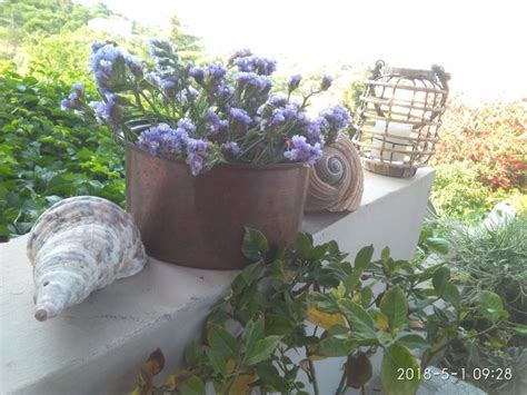 Καλη πρωτομαγια Plants Garden