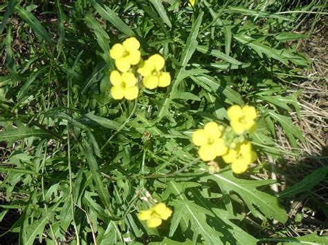 Двурядка тонколистная (Diplotaxis tenuifolia)