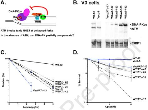 figure 1 from deciphering the role of distinct dna pk phosphorylations