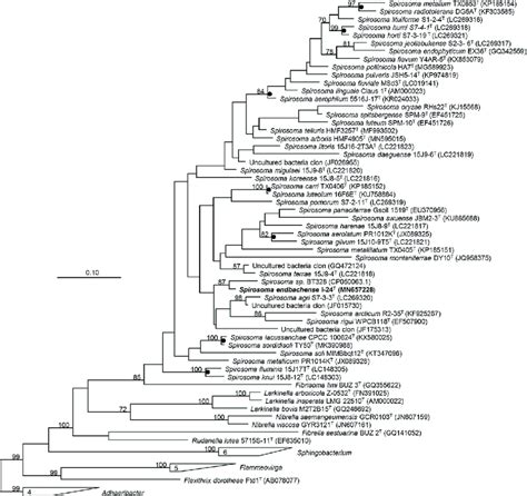 Maximum Likelihood Phylogenetic Tree Based On 16s Rrna Gene Sequences