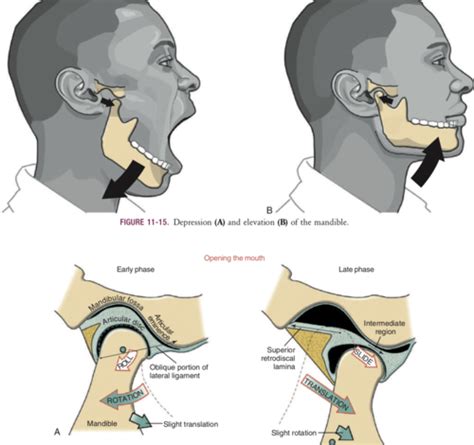 Concave On Convex Flashcards Quizlet