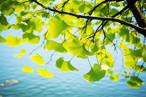 은행나무와 나뭇잎 가을 계절 나뭇가지 배경 일러스트 및 사진 무료 다운로드 Pngtree