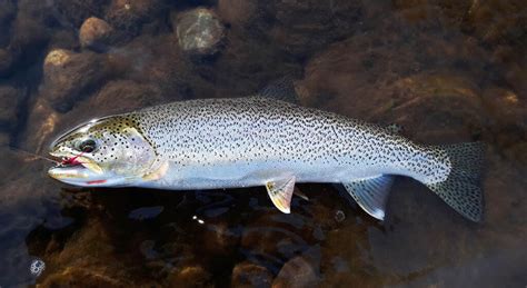 Cutthroat Trout Life Cycle Habitat Diet And More Think Salmon