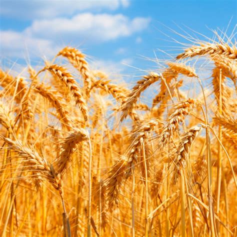 The Difference Between Wheat And Gluten Intolerance Uk Food