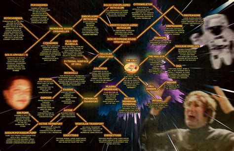 Decided To Include My Pep Pep In This Concept Map For My Anatomy Class