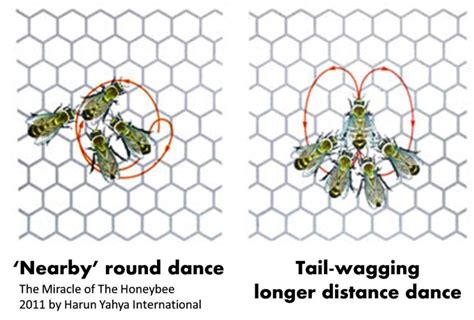 꿀벌의 춤 꿀벌춤언어 Honey Bee Dance Language 1663 네이버 블로그
