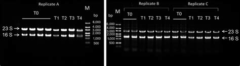 RNA Electrophoresis In TBE Buffer The RNA Samples Were Analyzed On Download Scientific