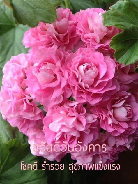 ปักพินโดย Thanawit Wongnakrin ใน Sticker นางแบบ ดอกไม้สวย รูปภาพ