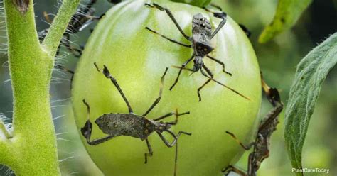 Leaf Footed Bugs What Are They And 7 Ways To Control Them