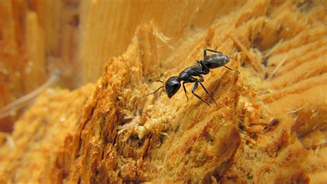 6 Ways To Kill Carpenter Ants In Trees Pest Control