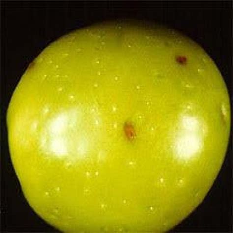 Mon Pfe Bounding Box Detection Object Detection Dataset By Arina Fay