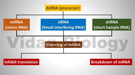 Rna Interference Ppt