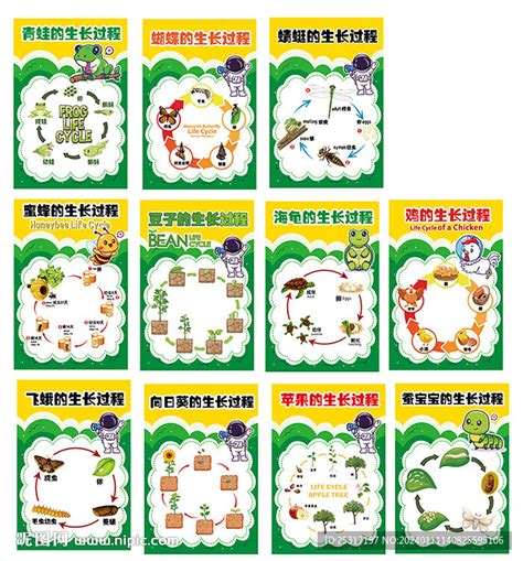 生长过程设计图 其他 动漫动画 设计图库 昵图网