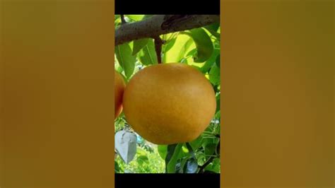 상큼한 배와 아삭한 복숭아 Youtube